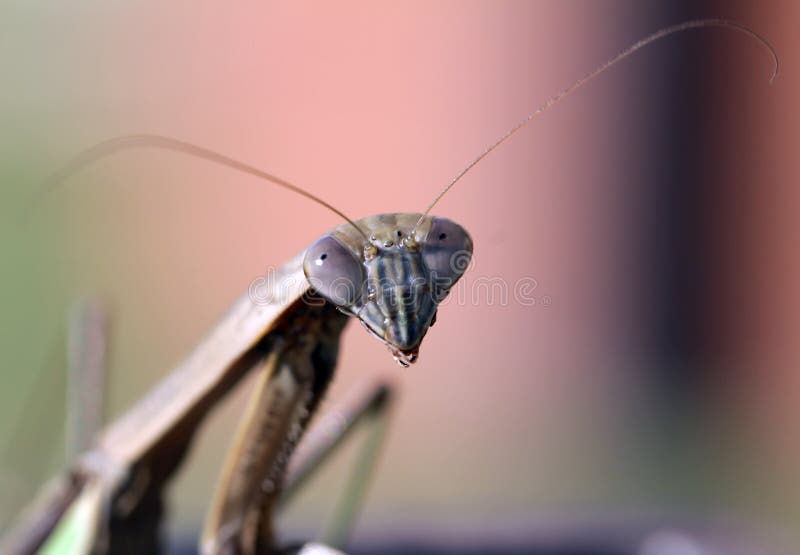 Praying Mantis Macro stock image. Image of entomology - 61047645
