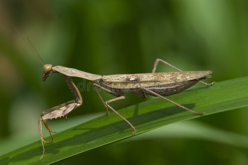 Campamocha Stock Photos - Free & Royalty-Free Stock Photos from Dreamstime