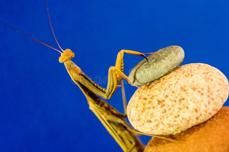 Mantis Religiosa Top View Stock Photos - Free & Royalty-Free Stock ...