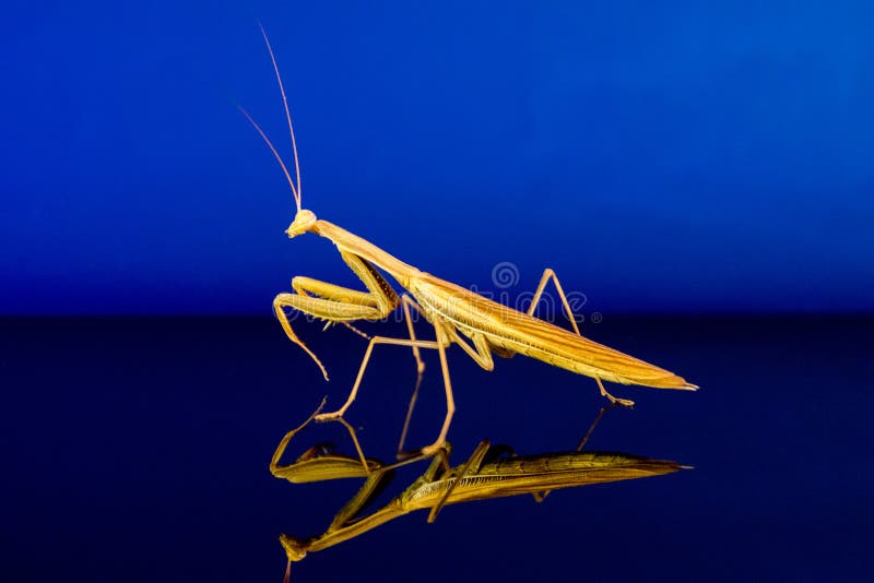 Praying Mantis stock image. Image of background, indoors - 125576141