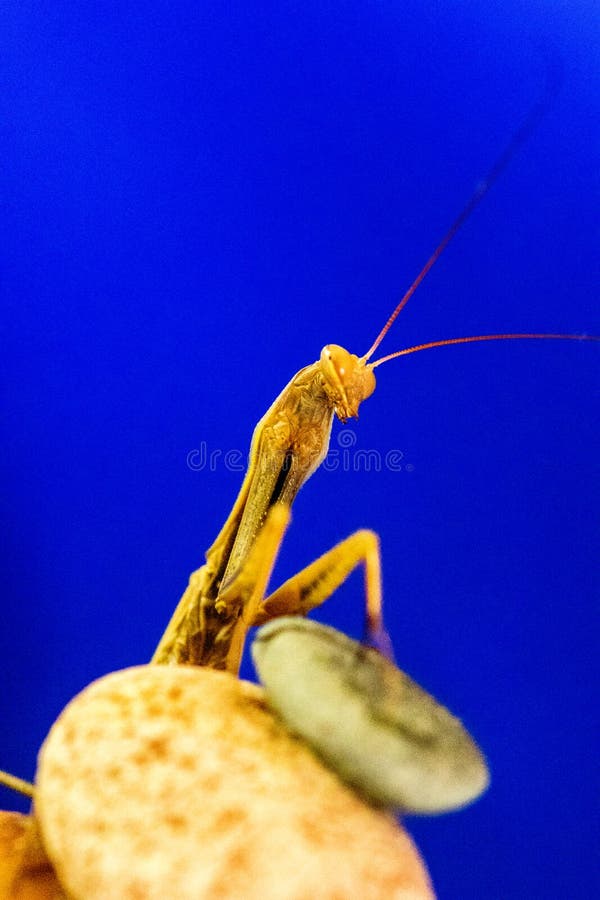 Mantis Religiosa Top View Stock Photos - Free & Royalty-Free Stock ...