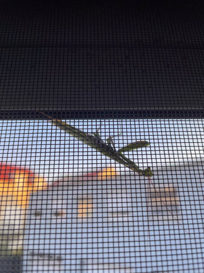 Praying Mantis, Mantis Behind a Fly Screen at the Window Stock Photo ...