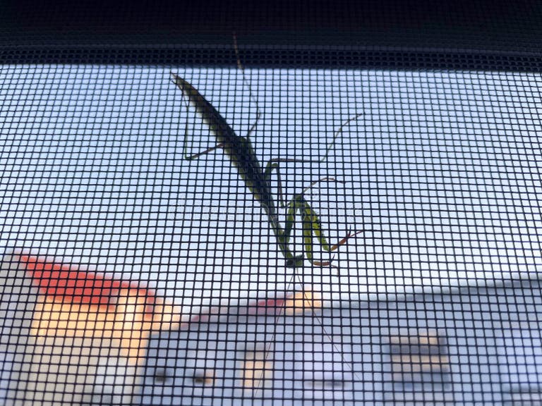 Praying Mantis, Mantis Behind a Fly Screen at the Window Stock Photo ...