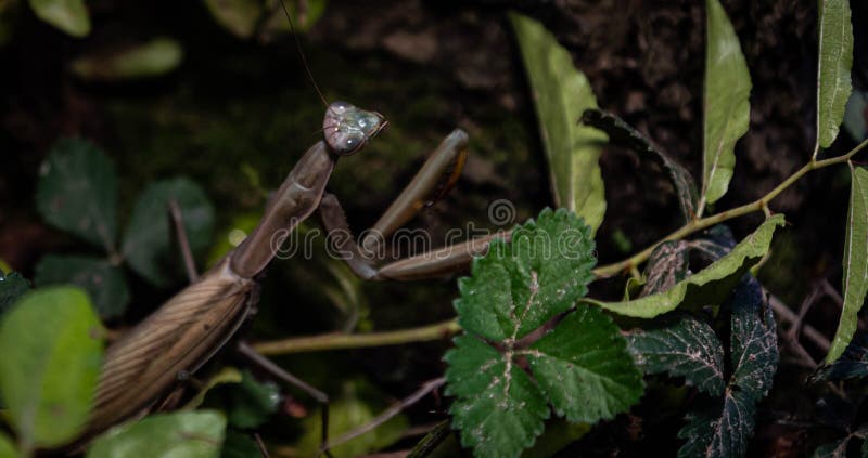 The Praying Mantis (Mantis Religion Linnaeus, 1758), Also Called the ...