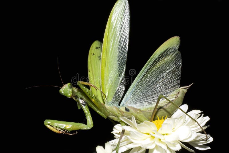 Praying Mantis / Mantis Religiosa Stock Image - Image of shell, nature ...
