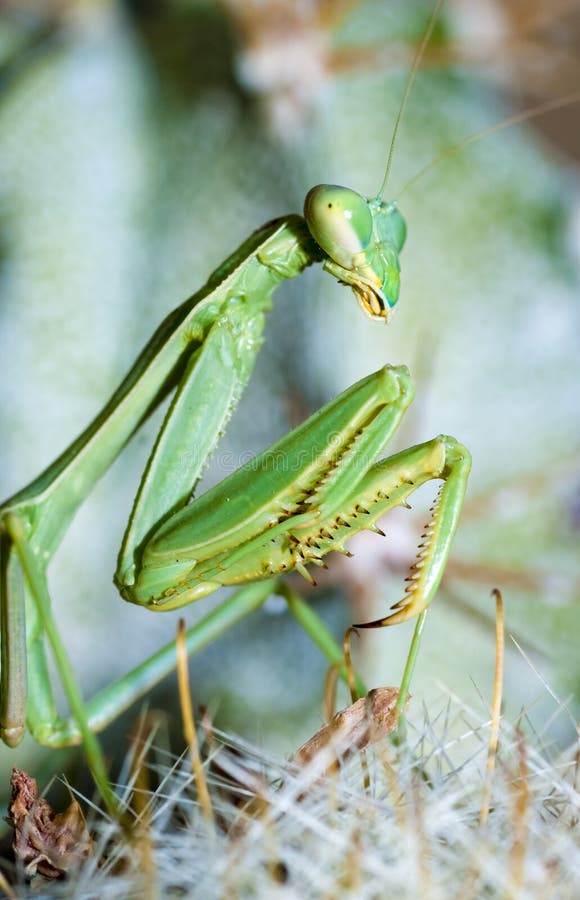 Praying Mantis, Mantis Religiosa Stock Photo - Image of mantis, cactus ...