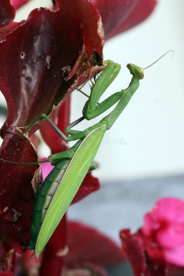 Praying Mantis (Mantis Religiosa) Picture. Image: 7852371