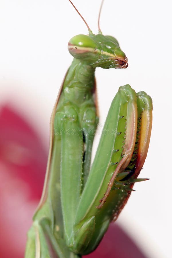 Praying Mantis (Mantis Religiosa) Picture. Image: 7852413