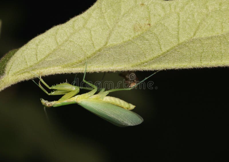 Mantis Molting Stock Photos - Free & Royalty-Free Stock Photos from ...