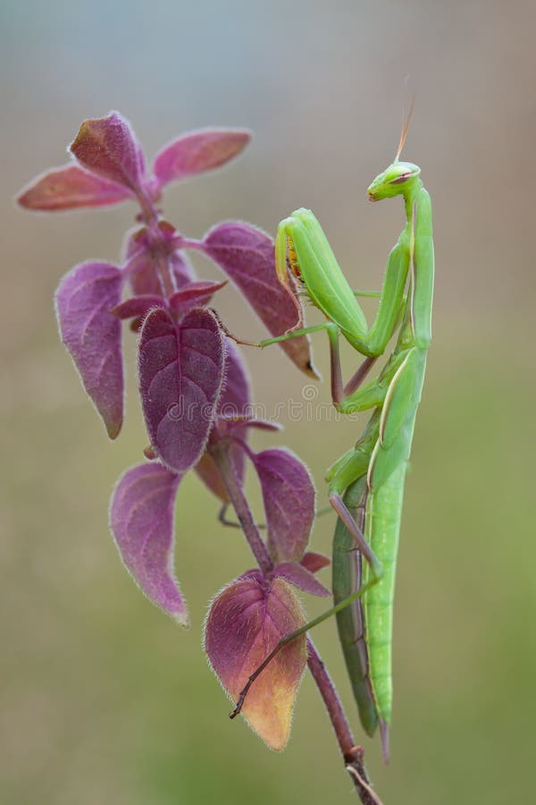 Praying Mantis (Mantis Religiosa) on Plant in Nature Stock Photo ...