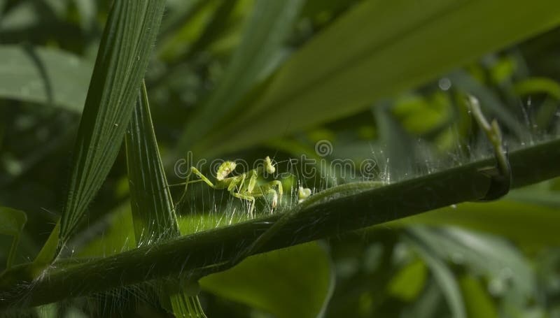 113 Mantis Compound Eye Stock Photos - Free & Royalty-Free Stock Photos ...