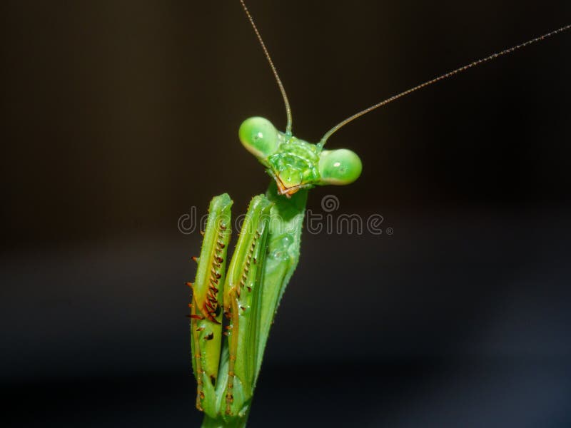 Praying Mantis,Mantodea, Close Up with Claws Retracted about To Jump ...
