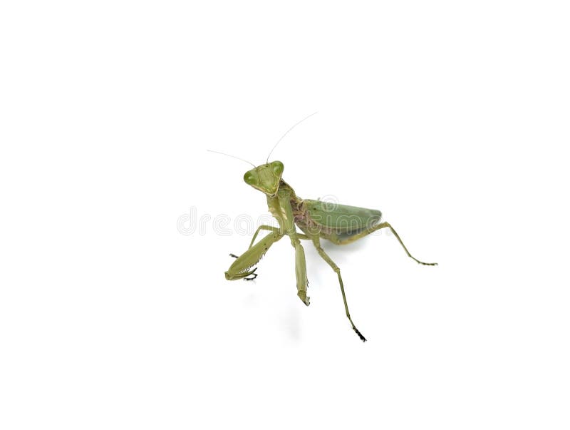 Mantis Anatomy Stock Photos - Free & Royalty-Free Stock Photos from ...