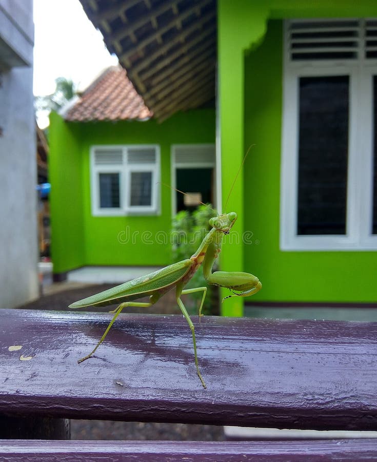 Praying mantis at my home stock photo. Image of animal - 261882526
