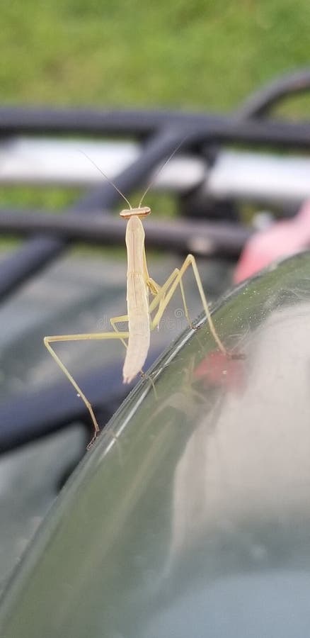 Praying Mantis Saying Hello Checking Things Out Stock Photo - Image of ...