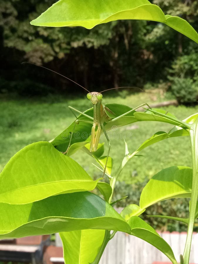 Praying Mantis on NC Plant stock image. Image of green - 255084339