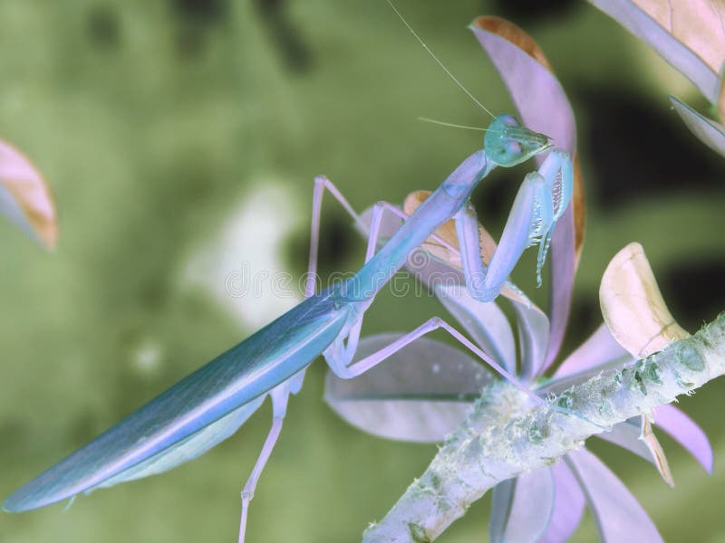 Praying Mantis in Negative Image Stock Photo - Image of bright, colors ...