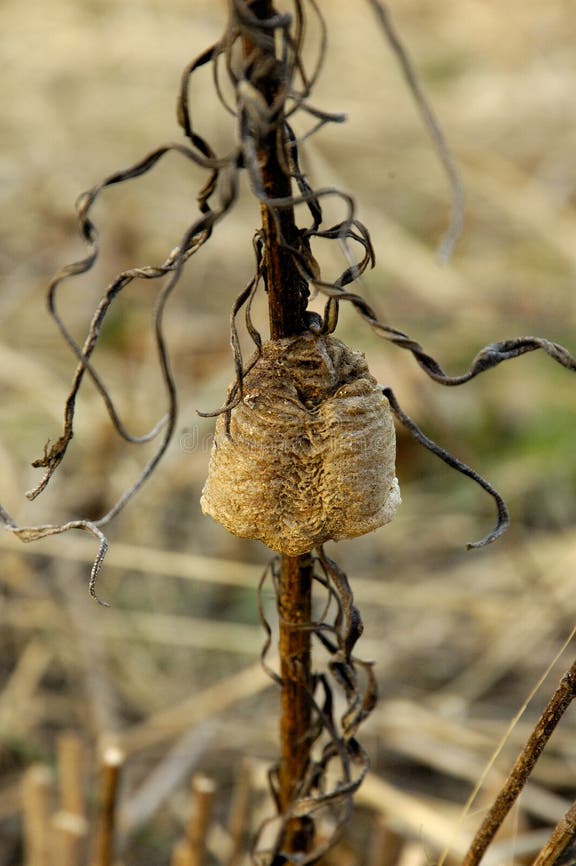 Praying Mantis Nest stock image. Image of field, insects - 1051615