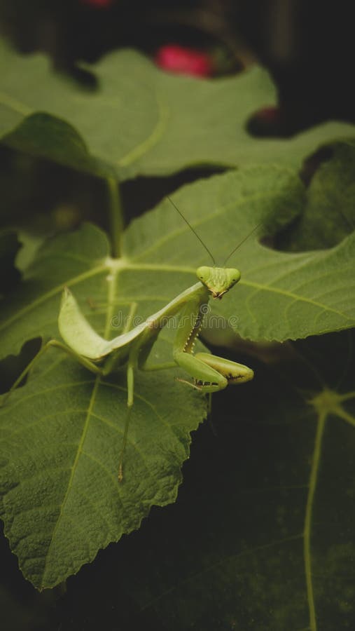 Praying mantis stock photo. Image of never, mantis, nature - 208951206