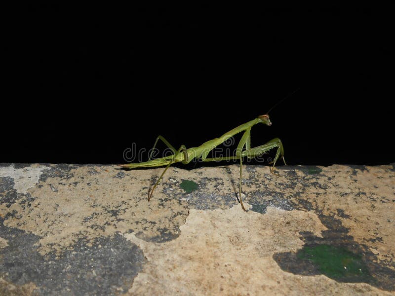 Praying Mantis at Night. stock image. Image of building - 42687449