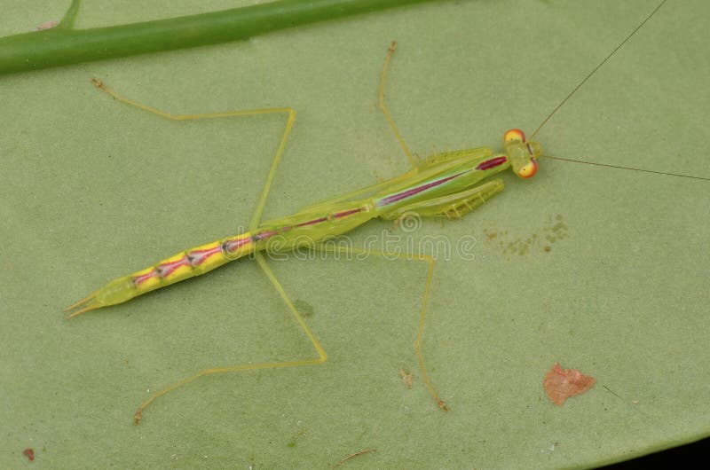 Praying Mantis nymph stock photo. Image of leaf, wildlife - 124985374