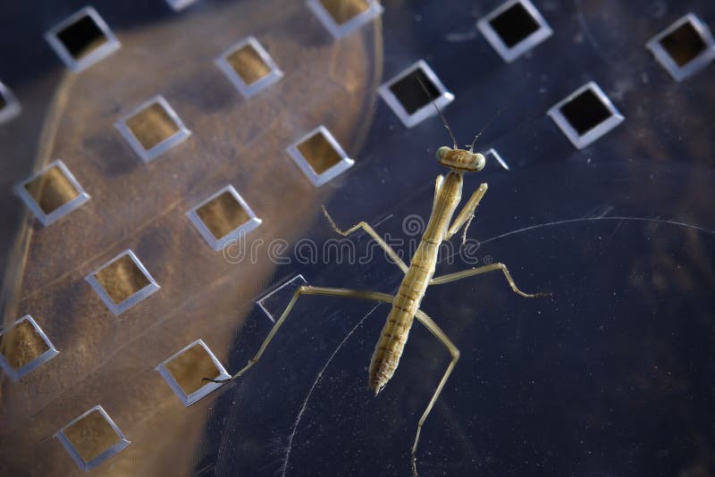 Praying Mantis Nymph stock photo. Image of animal, mimic - 148786926