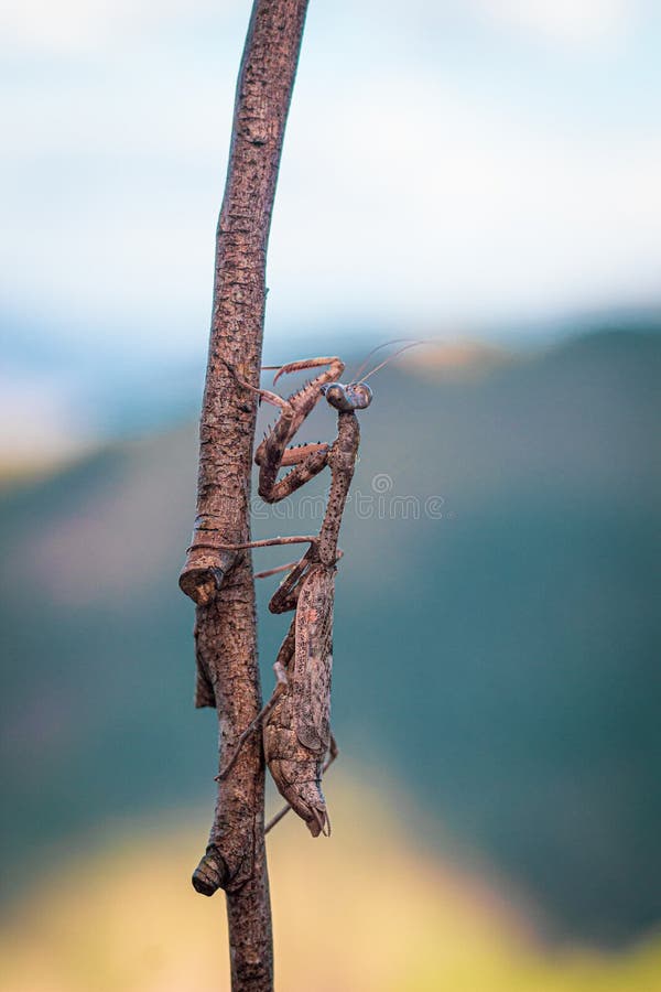 Praying Mantis on Dry Old Branch Stock Image - Image of praying, insect ...