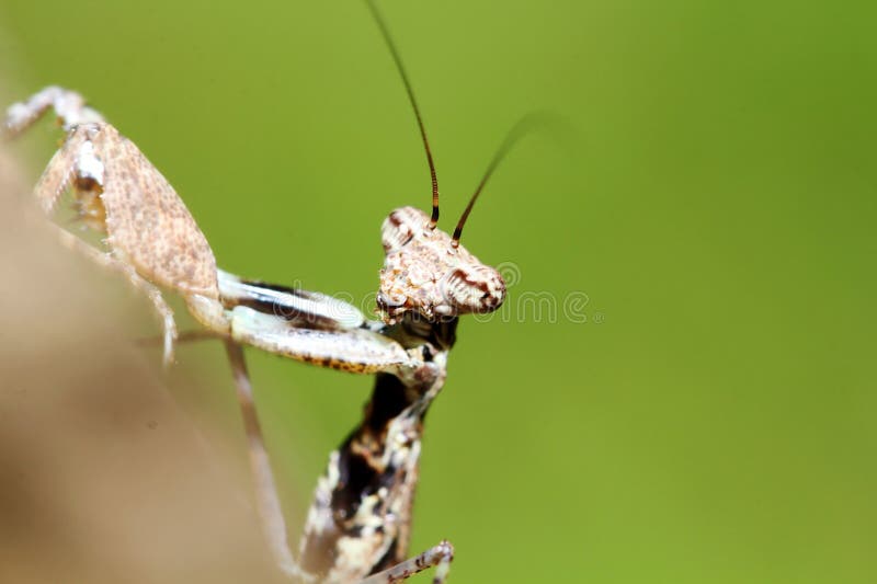 Praying Mantis on Old Timber Stock Image - Image of arthropod, orange ...