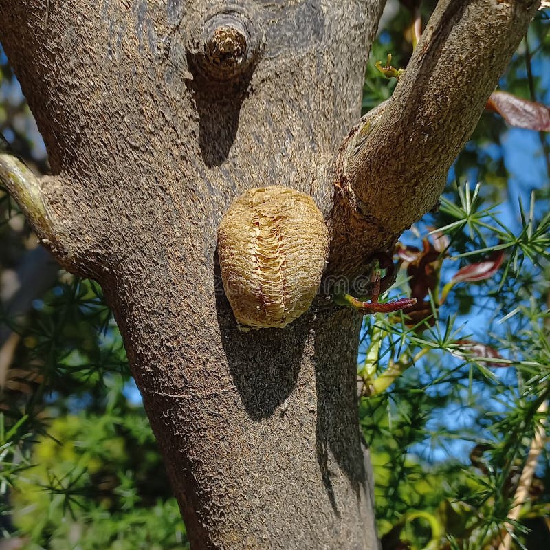 Praying Mantis. Ootheca on the Bark of a Tree Stock Photo - Image of ...