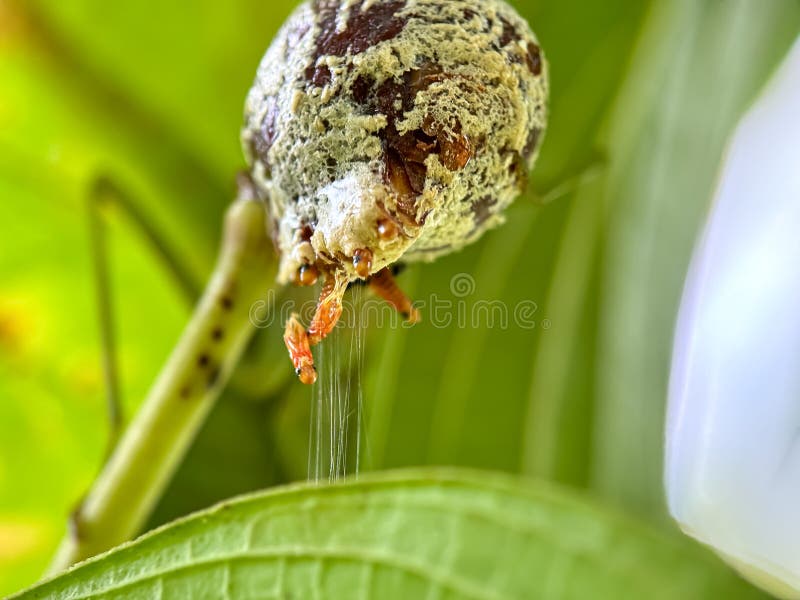 Praying mantis ootheca stock photo. Image of mosquito - 329485976