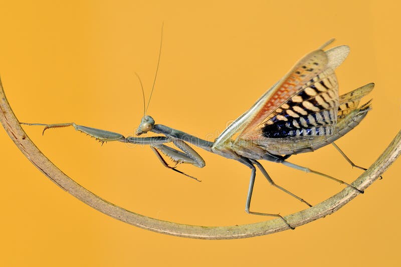 Praying Mantis on Orange Background Stock Photo - Image of animal ...