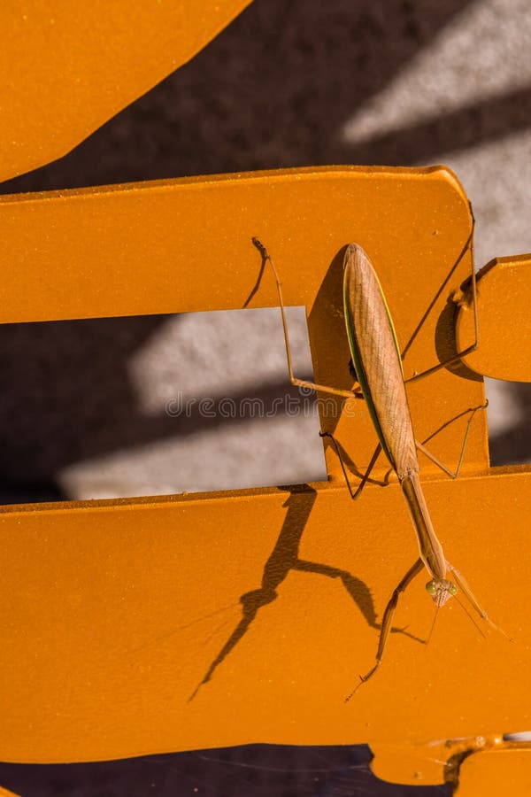 Praying Mantis on Orange Structure Stock Image - Image of male, orange ...