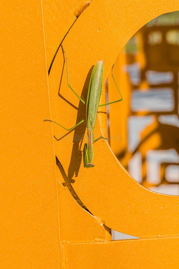 Praying Mantis on Orange Structure Stock Image - Image of male, orange ...
