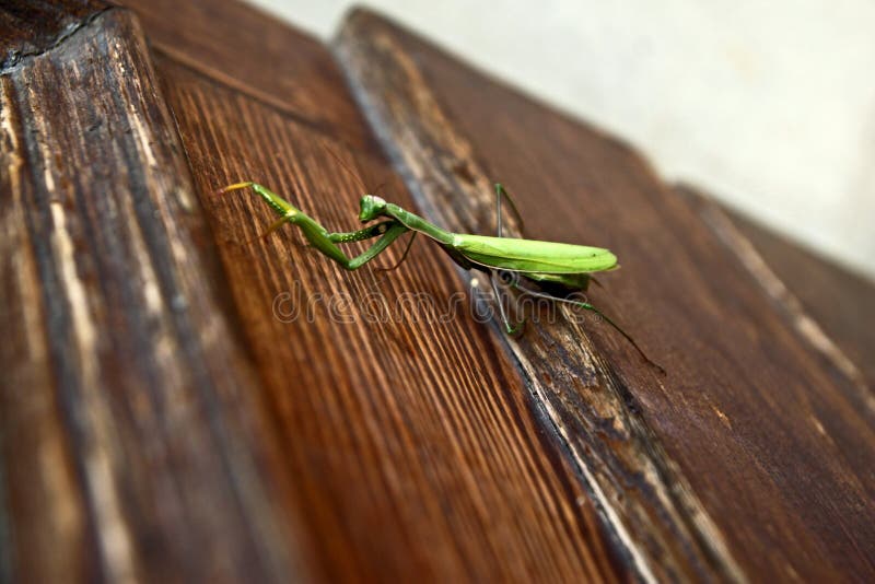 Praying mantis stock image. Image of closeup, mantis - 184859759