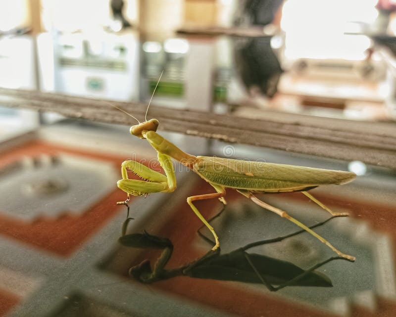 A Praying Mantis Perched on a Glass Table. Stock Photo - Image of ...