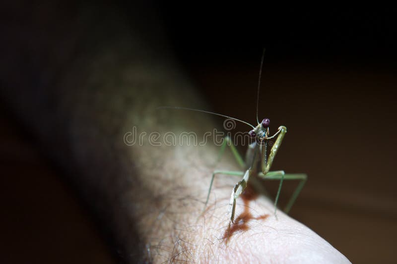 Praying Mantis on a Person S Arm Stock Image - Image of mantodea, clean ...
