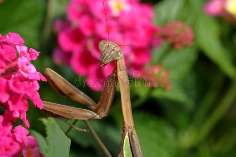 Praying Mantis in the Pink stock photo. Image of flowers - 63840876