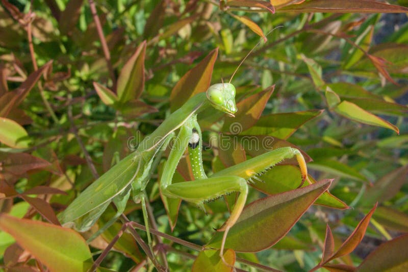 Praying Mantis on a plant stock image. Image of camouflage - 176721815