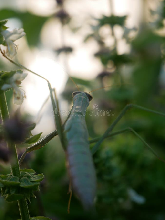Praying Mantis Point of View Stock Photo - Image of insect, praying ...