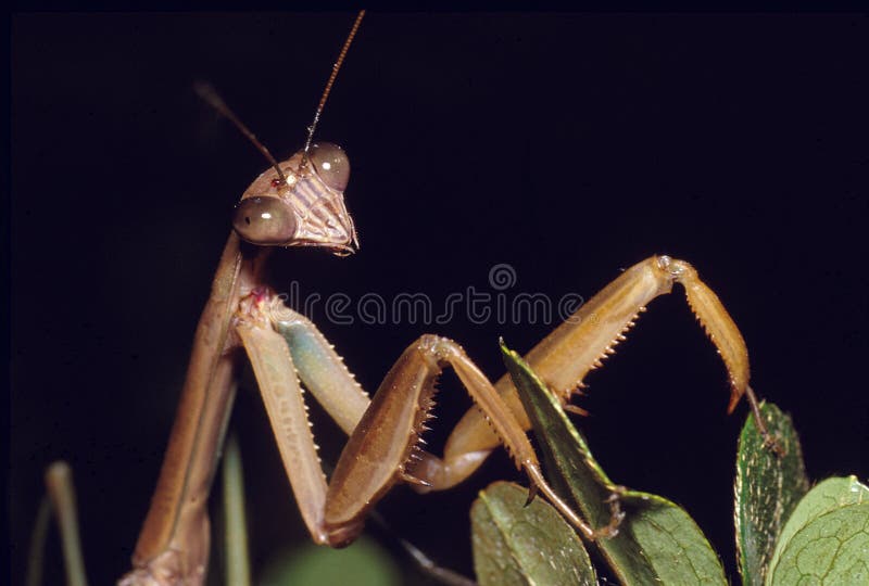 Praying Mantis Arm stock photo. Image of chinese, pray - 28425820