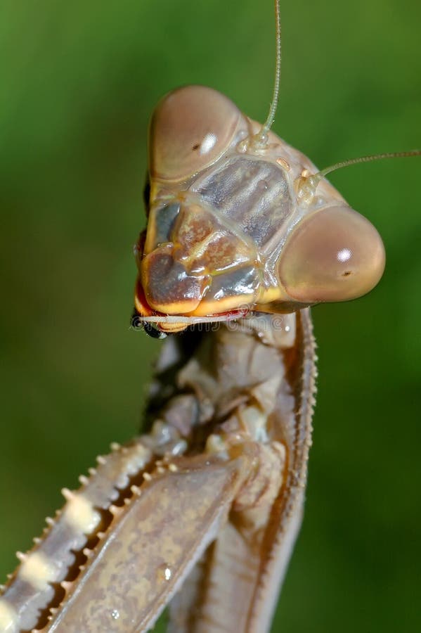 113 Mantis Compound Eye Stock Photos - Free & Royalty-Free Stock Photos ...