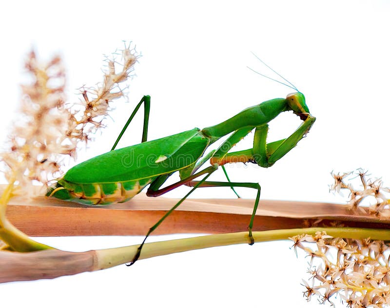 Praying Mantis stock image. Image of plant, mantis, killer - 355994857