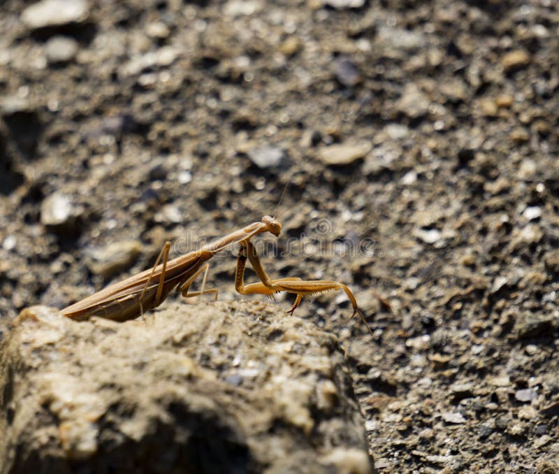 Praying mantis stock image. Image of brown, animal, ground - 203237579