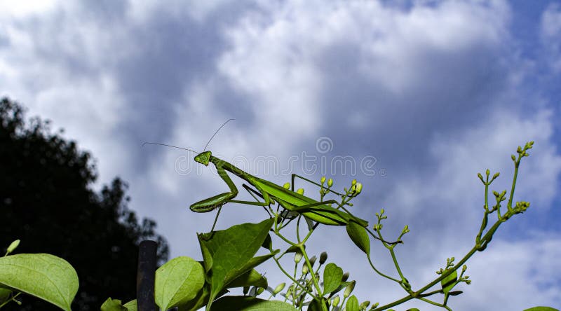 Praying mantis stock image. Image of hunt, praying, summer - 163411757