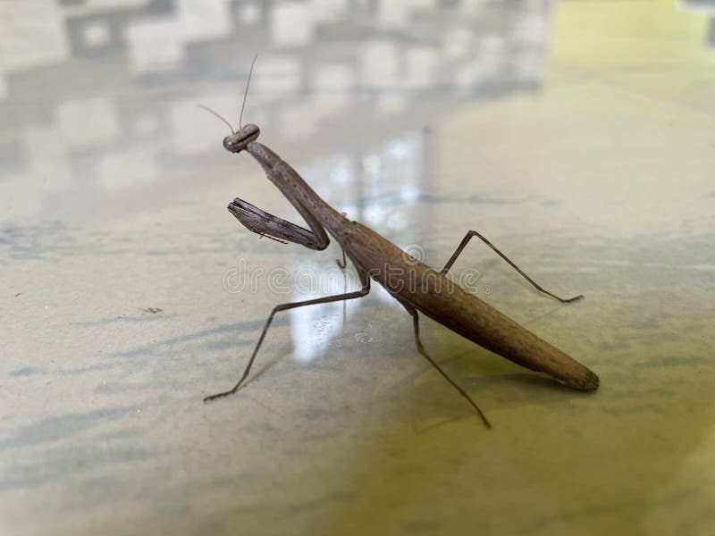 Praying Mantis stock image. Image of moth, insect, kolkata - 253844807