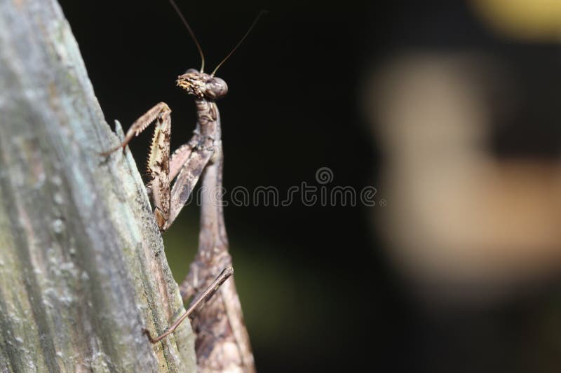 Praying mantis stock photo. Image of staring, nature - 310147098