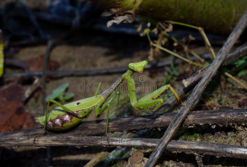 Praying Mantis, Predatory Insect Stock Image - Image of neoptera ...