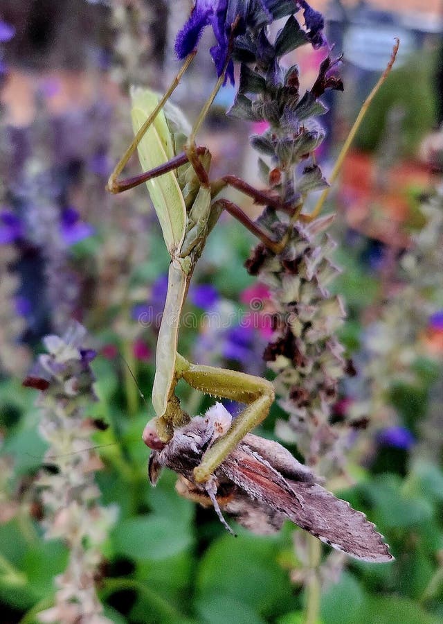 Praying Mantis with prey stock image. Image of manthis - 259084535