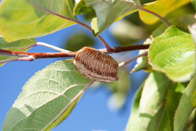 Praying Mantis Pupa on a Tree Branch Stock Image - Image of beautiful ...