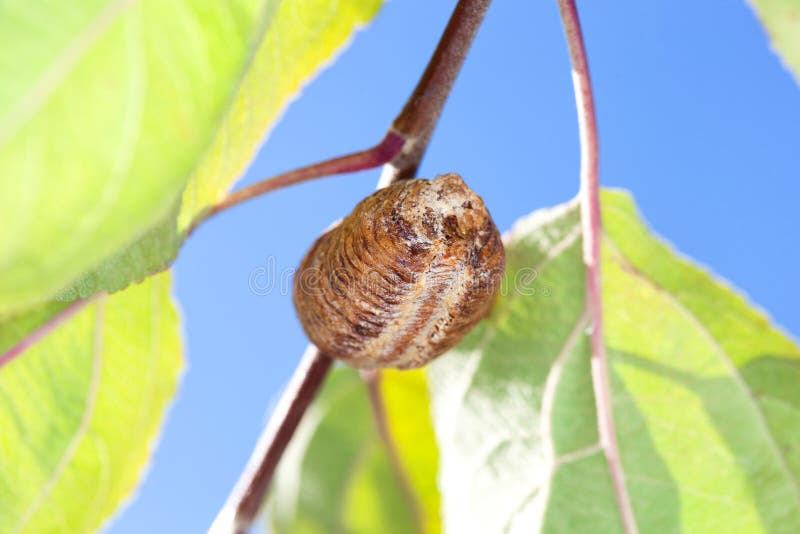 Praying Mantis Pupa on a Tree Branch Stock Image - Image of camouflage ...